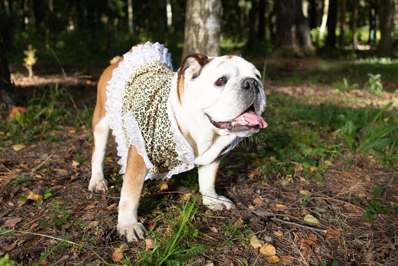 Beautiful English Bulldog in Nature Stock Photo - Image of male, drops ...