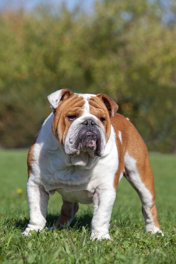Purebred Bulldog Standing on of Green Grass Stock Photo - Image of ...