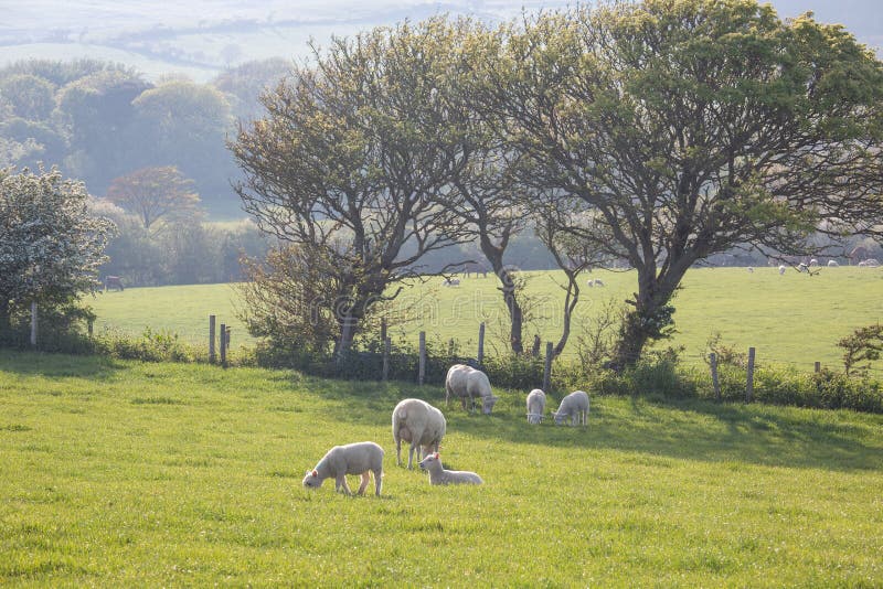 Beautiful English Countryside in Spring. Stock Photo - Image of grass ...