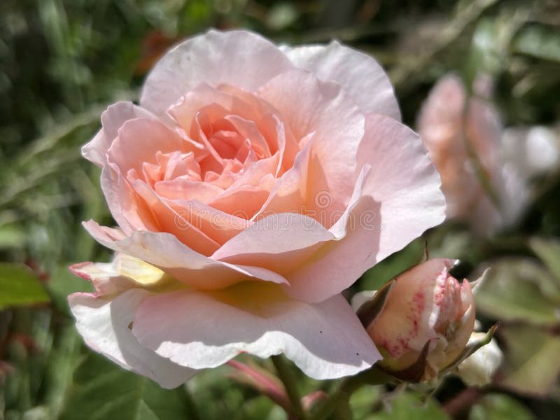 Beautiful English Rose stock image. Image of rose, peachy - 349909349