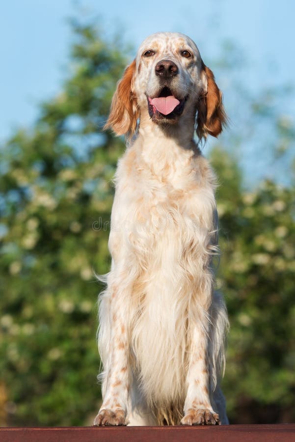 Beautiful English Setter Brown Spots Stock Photos - Free & Royalty-Free ...