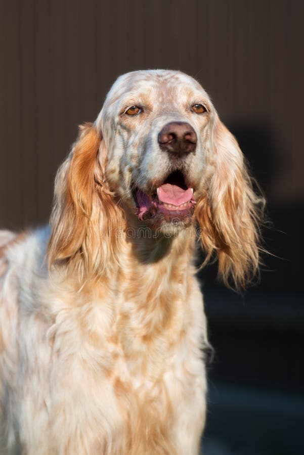 Beautiful English Setter Dog Posing Outdoors Stock Image - Image of ...