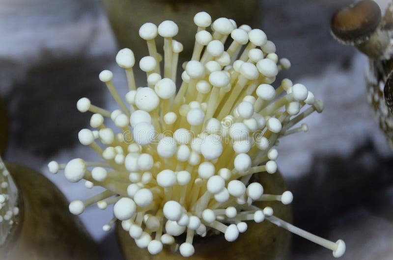 Delicate Enoki Mushroom on Display Stock Photo - Image of healthy ...