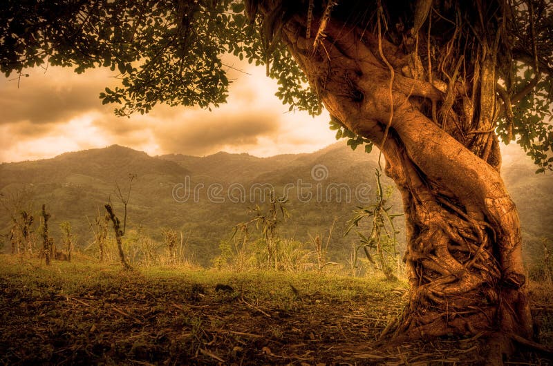 Beautiful entangled tree stock photo. Image of forest - 19147016