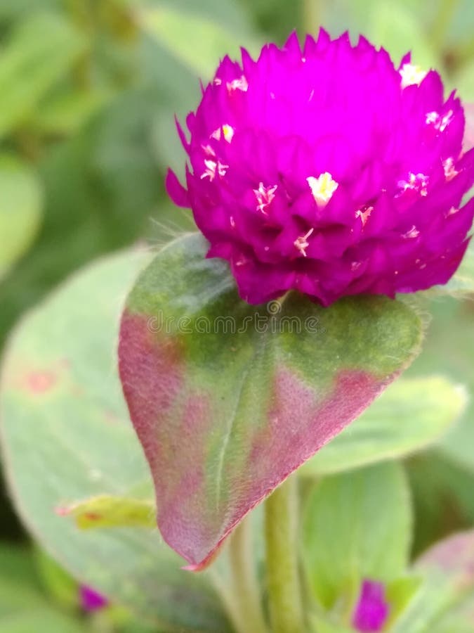 Beautiful stock image. Image of looking, environment - 123479685