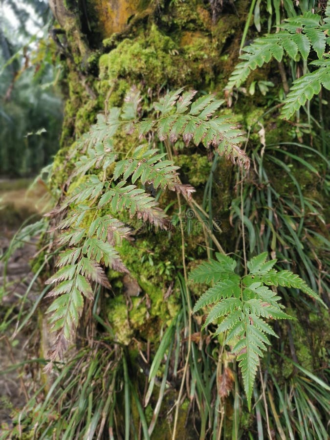 Beautiful Epiphytic Overgrown Fernleaf that Grow on Trunk. Stock Image ...