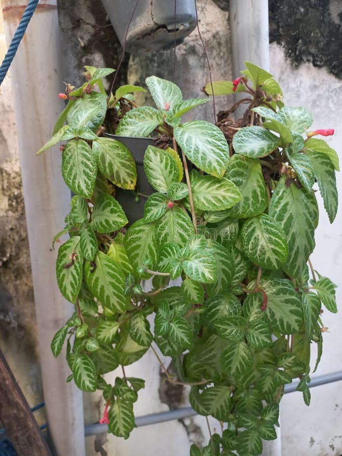 Beautiful episcia flower stock photo. Image of beautiful - 276272156