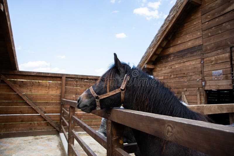 Beautiful Equestrian Horse in the Stable Stock Image - Image of jockey ...
