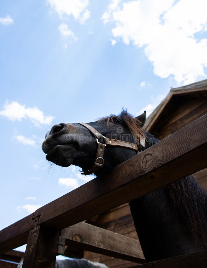 Beautiful Equestrian Horse in the Stable Stock Photo - Image of ...