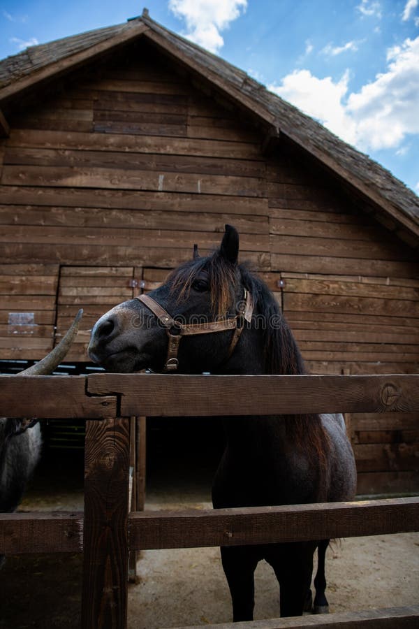 Beautiful Equestrian Horse in the Stable Stock Image - Image of stable ...