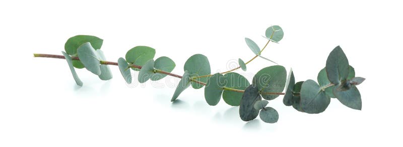 Beautiful Eucalyptus Branch Isolated on White Background Stock Photo ... Beautiful Eucalyptus Branch Isolated on White Background Stock Photo ...