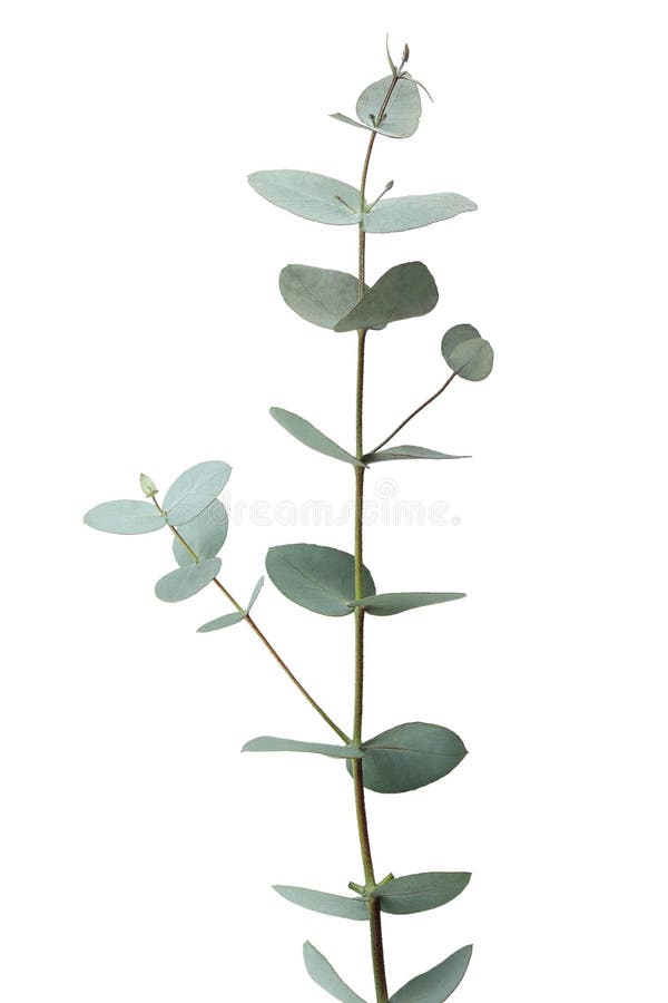 Beautiful Eucalyptus Branch Isolated on White Background Stock Image ... Beautiful Eucalyptus Branch Isolated on White Background Stock Image ...