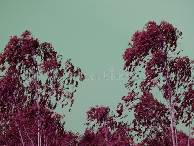 Beautiful Eucalyptus Pink Color Tree Nature Stock Photo - Image of ...