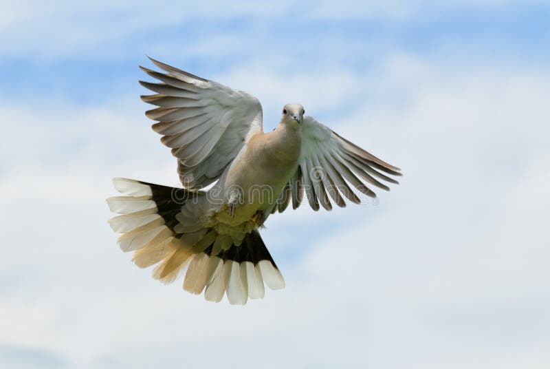Beautiful Eurasian Collared-Dove in Flight, Facing the Viewer, Stock ...