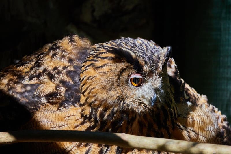 Beautiful Eurasian Eagle-owl (Bubo Bubo) Leaning and Looking Down on a ...