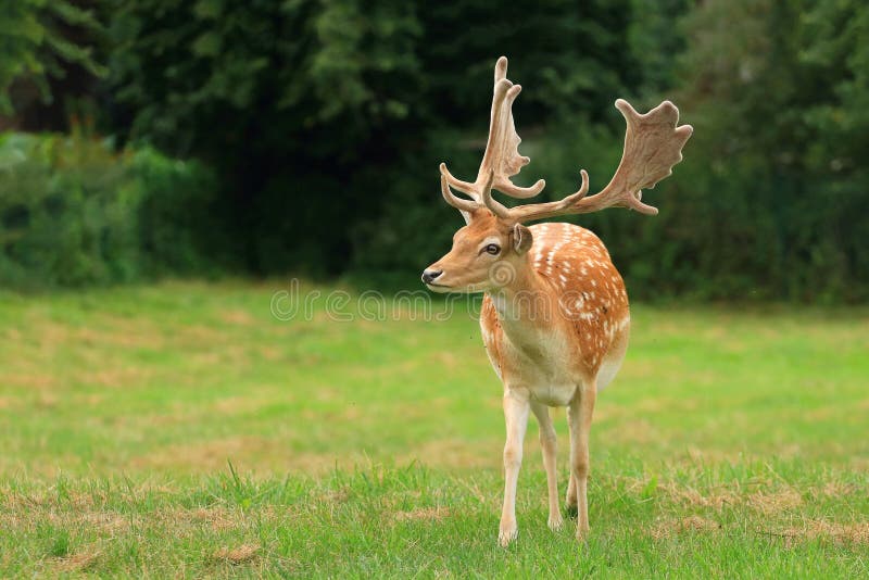 Beautiful European Fallow Deer Male Stock Photo - Image of mammal ...