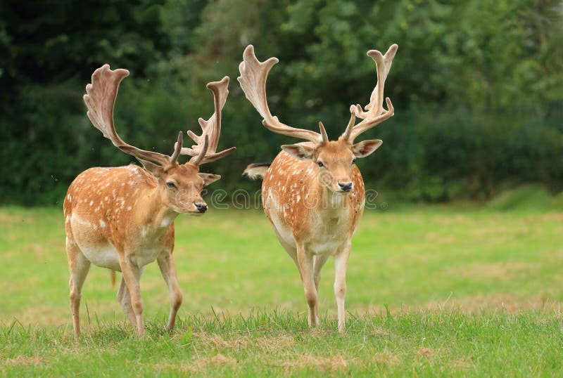 Beautiful European Fallow Deer Male Stock Image - Image of summer, dama ...