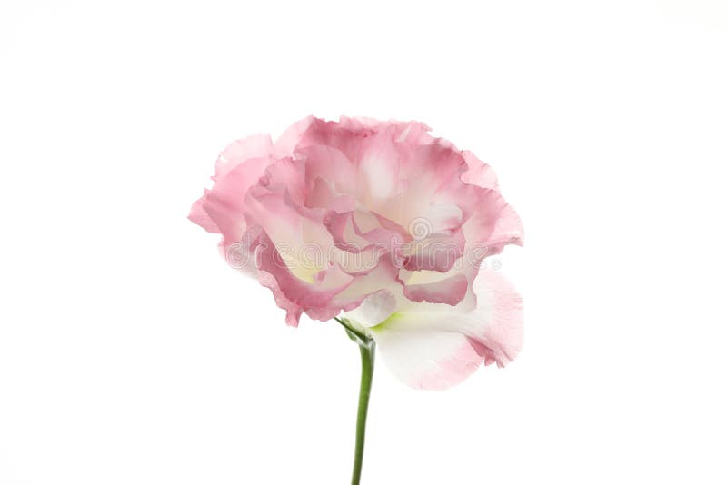 Beautiful Eustoma Flowers Bouquet Stock Image - Image of beautiful ...
