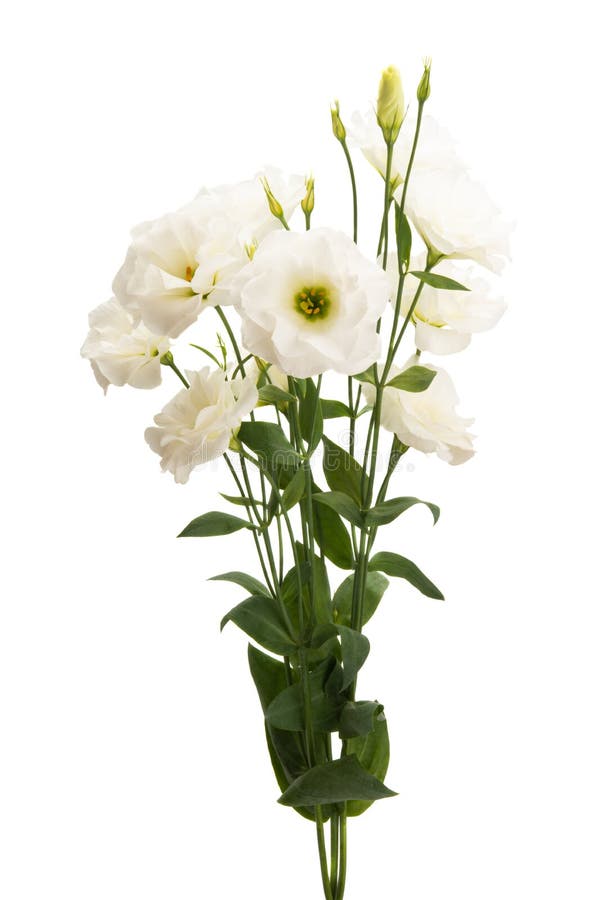 Beautiful Eustoma Flower Isolated Stock Image - Image of eustoma, green ...