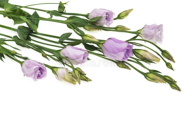 Beautiful Eustoma Flower Isolated on White Stock Image - Image of ...