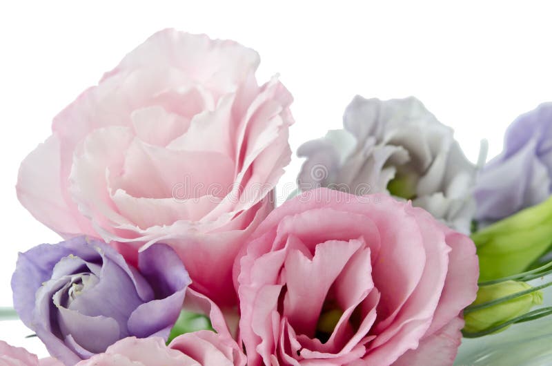 Beautiful eustoma flower stock image. Image of macro - 34747969