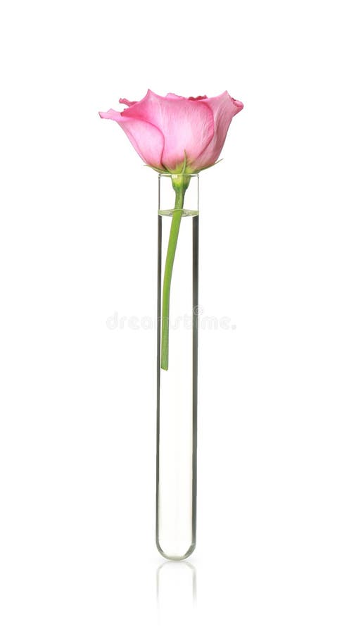 Beautiful Eustoma Flower in Test Tube on White Background Stock Photo ...