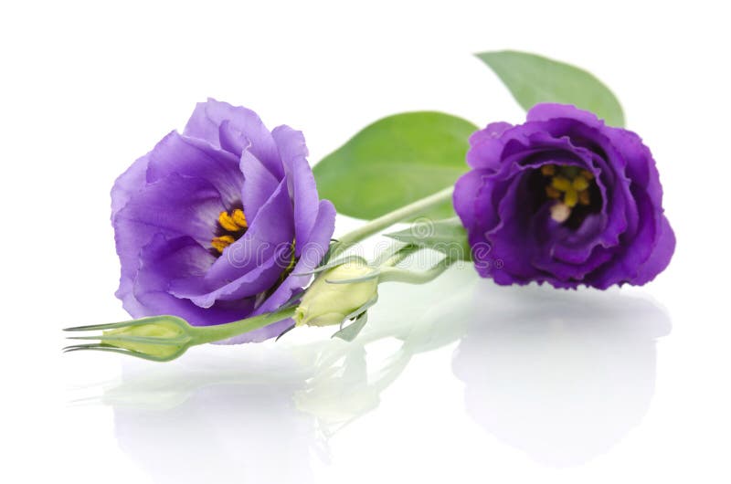 Beautiful Eustoma Flowers Bouquet Stock Image - Image of beautiful ...