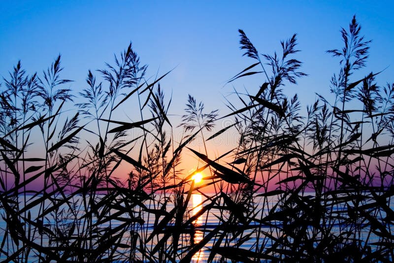 Reed sunset stock image. Image of beautiful, river, lake - 24019007