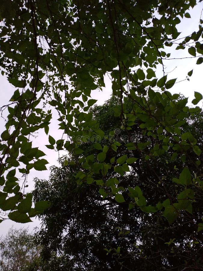 Beautiful Evening Image with Sky and Green Tree Stock Image - Image of ...