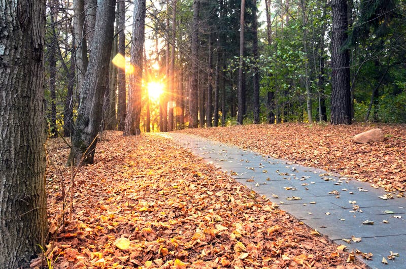 Beautiful Evening Scene in Autumn Park with Sun Rays Stock Photo ...