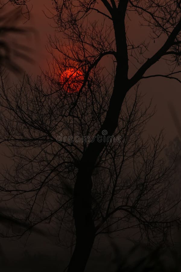 Beautiful Evening Scene of Sunset in the Forest Stock Photo - Image of ...