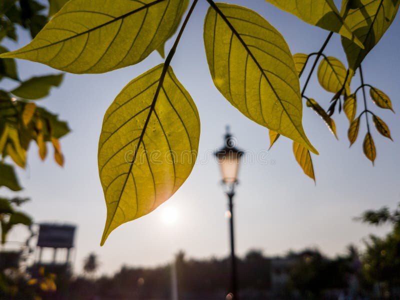 Beautiful Evening Sun Light Hitting Green Leaves Stock Image - Image of ...