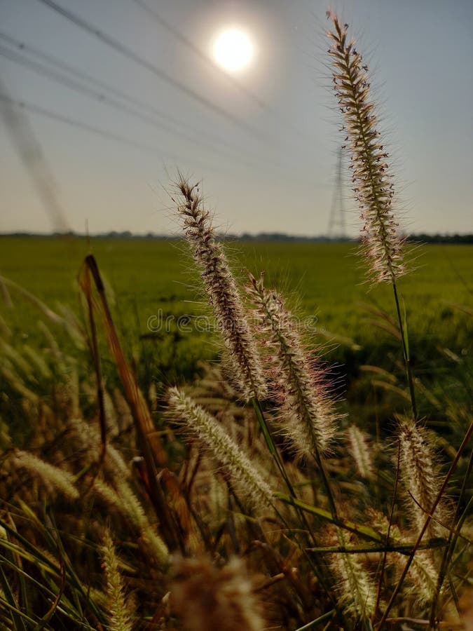 Beautiful Evening Sun Light Stock Image - Image of summer, park: 210587515