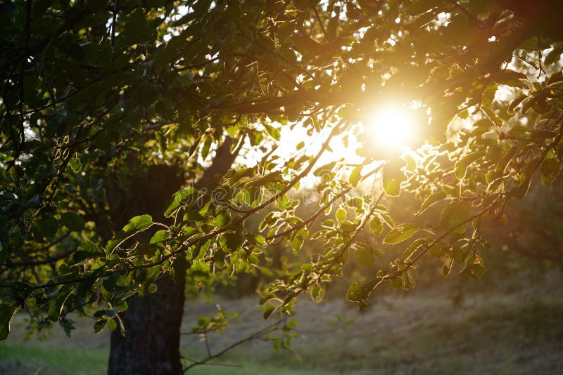 Beautiful Evening Sun Shines between Branches of Apple Tree Stock Image ...