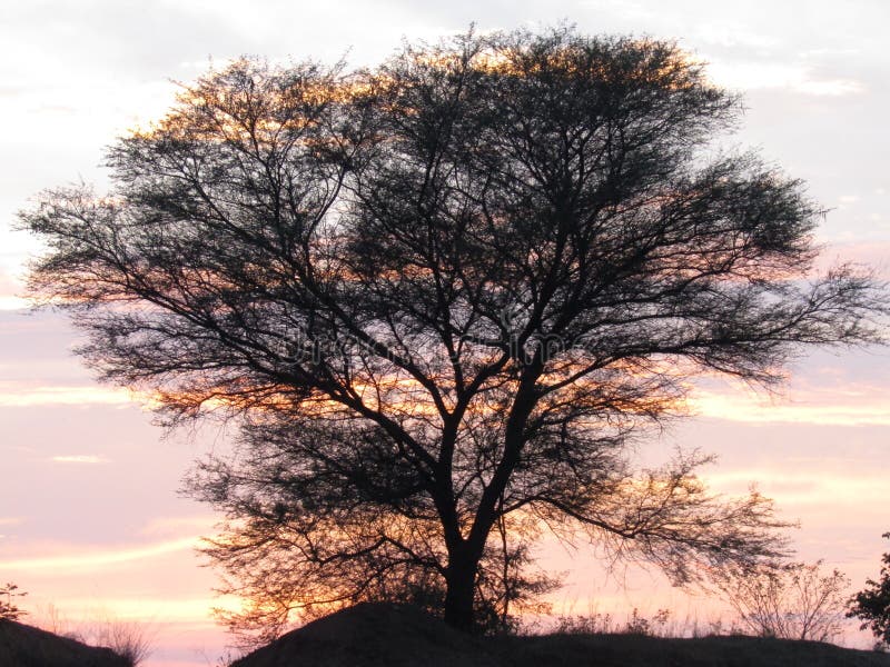 Beautiful Evening through a Tree Stock Image - Image of beautiful, tree ...