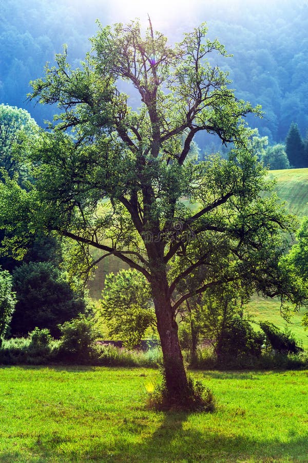 Beautiful Evening Trees Highlighting Stock Image - Image of sunny, vivd ...