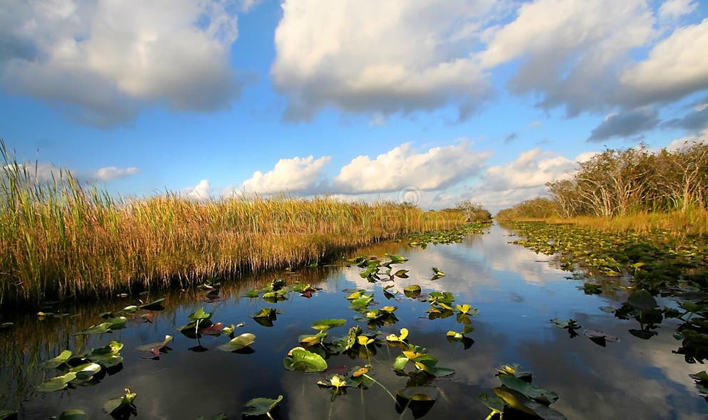 Beautiful Everglades stock photo. Image of scenic, river - 4131938