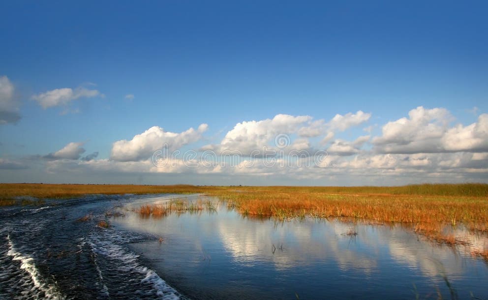 Beautiful Everglades Landscape Stock Photo - Image of everglades ...