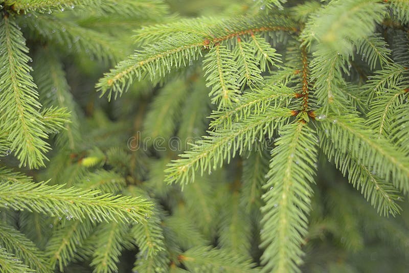Beautiful Evergreen Fir Tree Branches with Water Drops Stock Photo ...