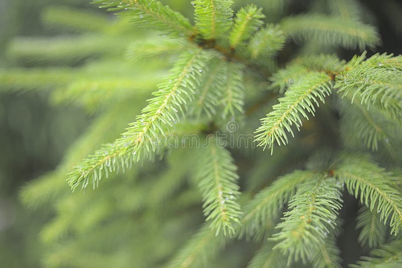 Beautiful Evergreen Fir Tree Branches with Water Drops Stock Photo ...