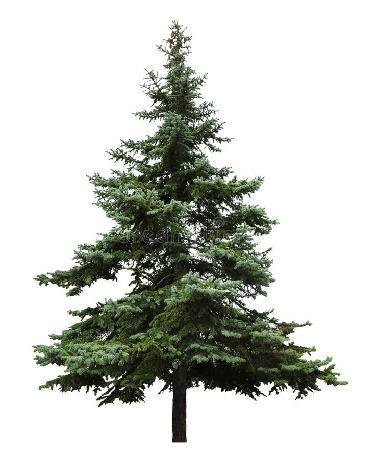 Beautiful Evergreen Fir Trees on White Background, Collage. Banner ...