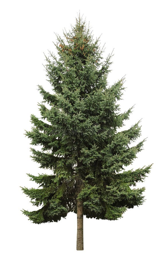 Beautiful Evergreen Fir Tree on White Background Stock Image - Image of ...