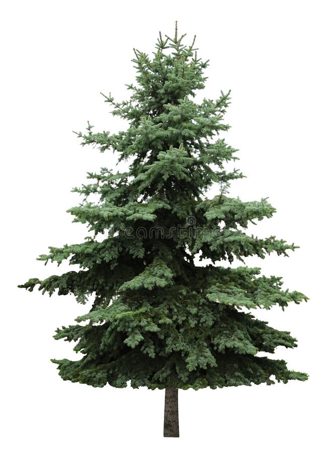 Beautiful Evergreen Pine Trees, Under Clear Sky Stock Photo - Image of ...