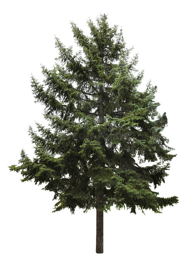 Beautiful Evergreen Fir Tree on White Background Stock Image - Image of ...