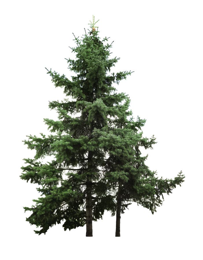Beautiful Evergreen Fir Trees on White Background Stock Image - Image ...