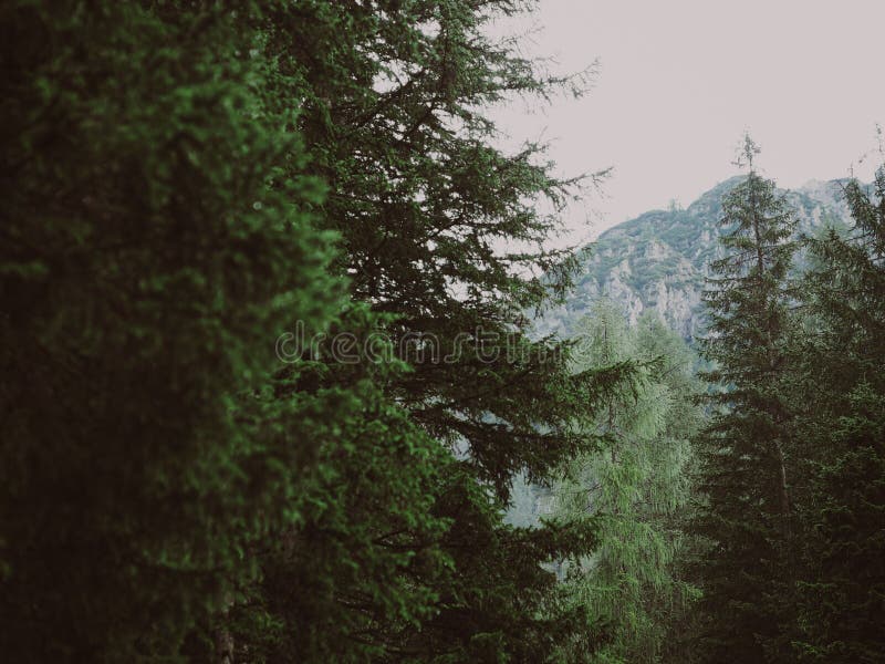 Beautiful Evergreen Forest in the Mountains Stock Photo - Image of ...
