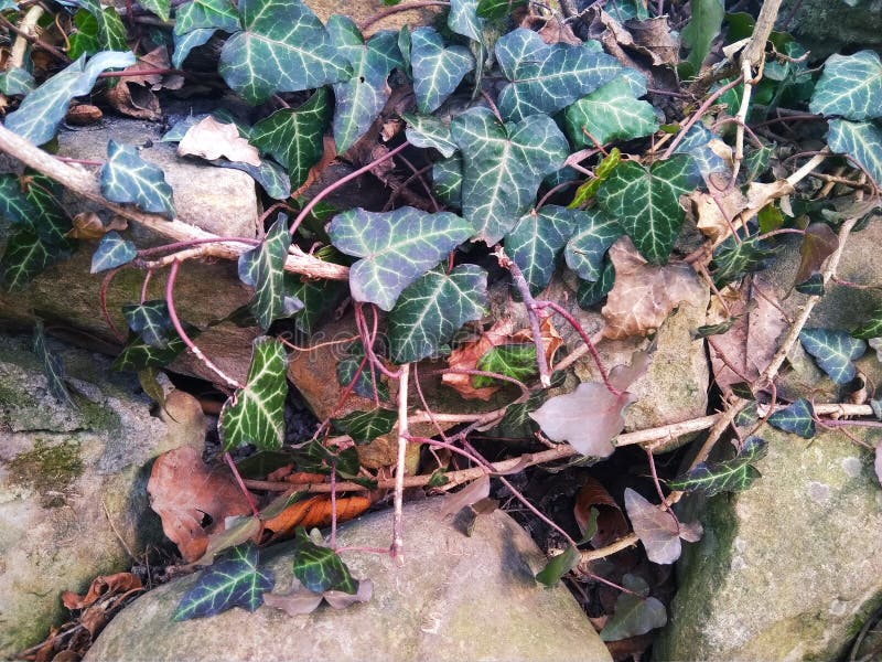 Beautiful Evergreen Ivy on the Fence Texture Stock Photo - Image of ...