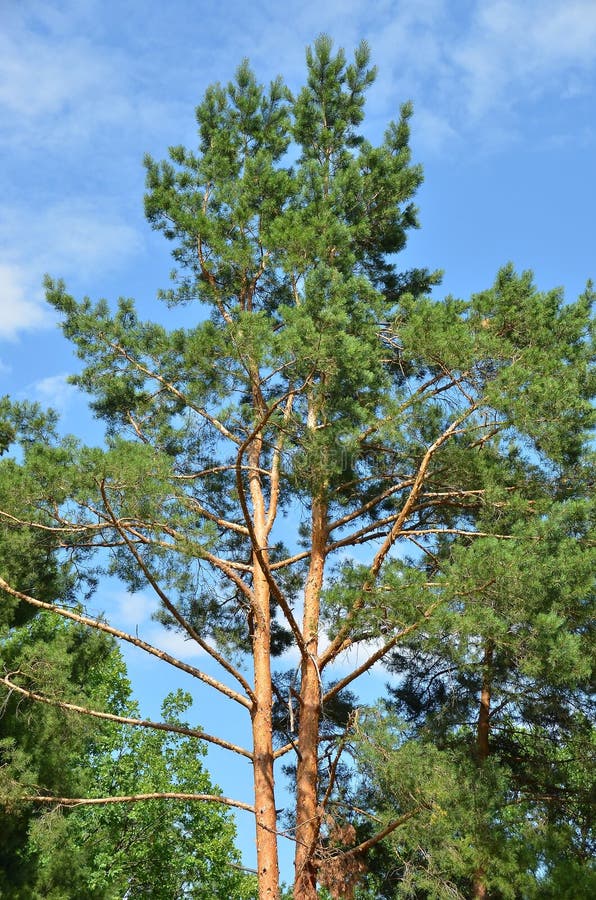 Evergreen pine tree stock image. Image of park, gardening - 109169591
