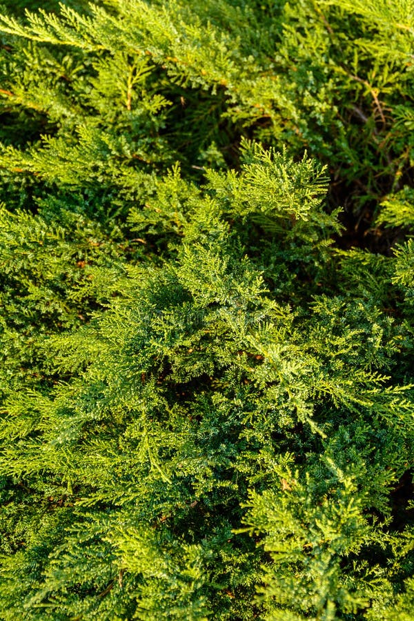 Beautiful Evergreen Tree Thuja, Suitable for Scenery Stock Photo ...