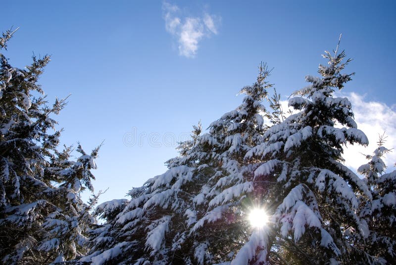 Beautiful Evergreen Trees after a Fresh Snow Fall Stock Image - Image ...